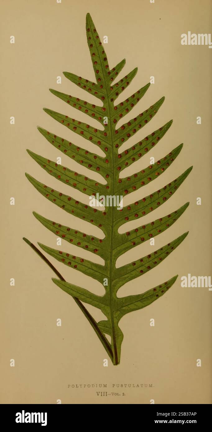 Ferns British And Exotic 1856 60 Ferns A Detailed Illustration Of A Fern Leaf Showcasing
