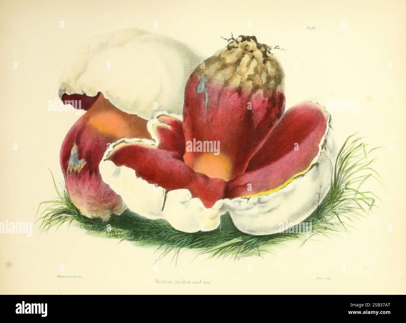 Illustrations of British Mycology, London, Reeve, Benham and Reeve ...