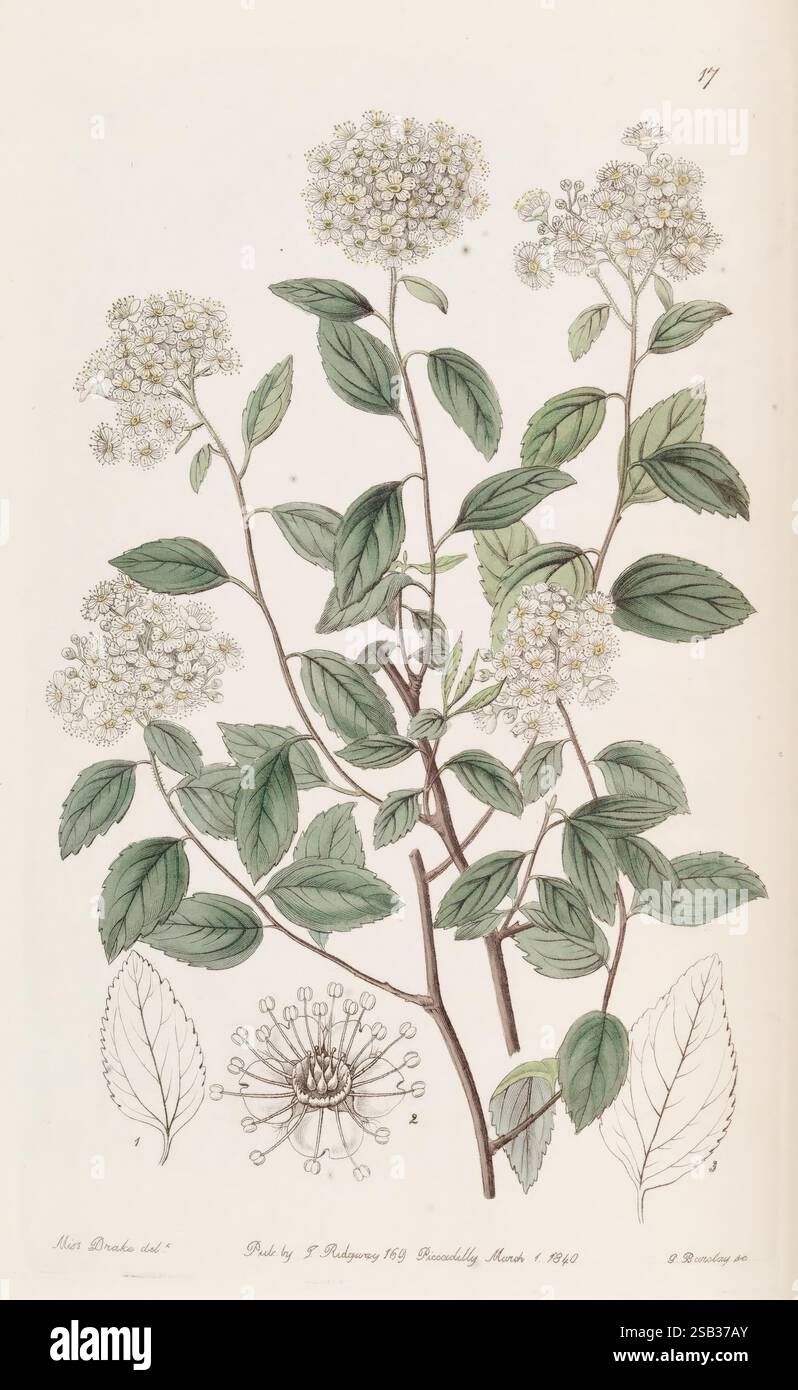 1829 1847 1829 19th century botany copper engraving england grap hi-res ...