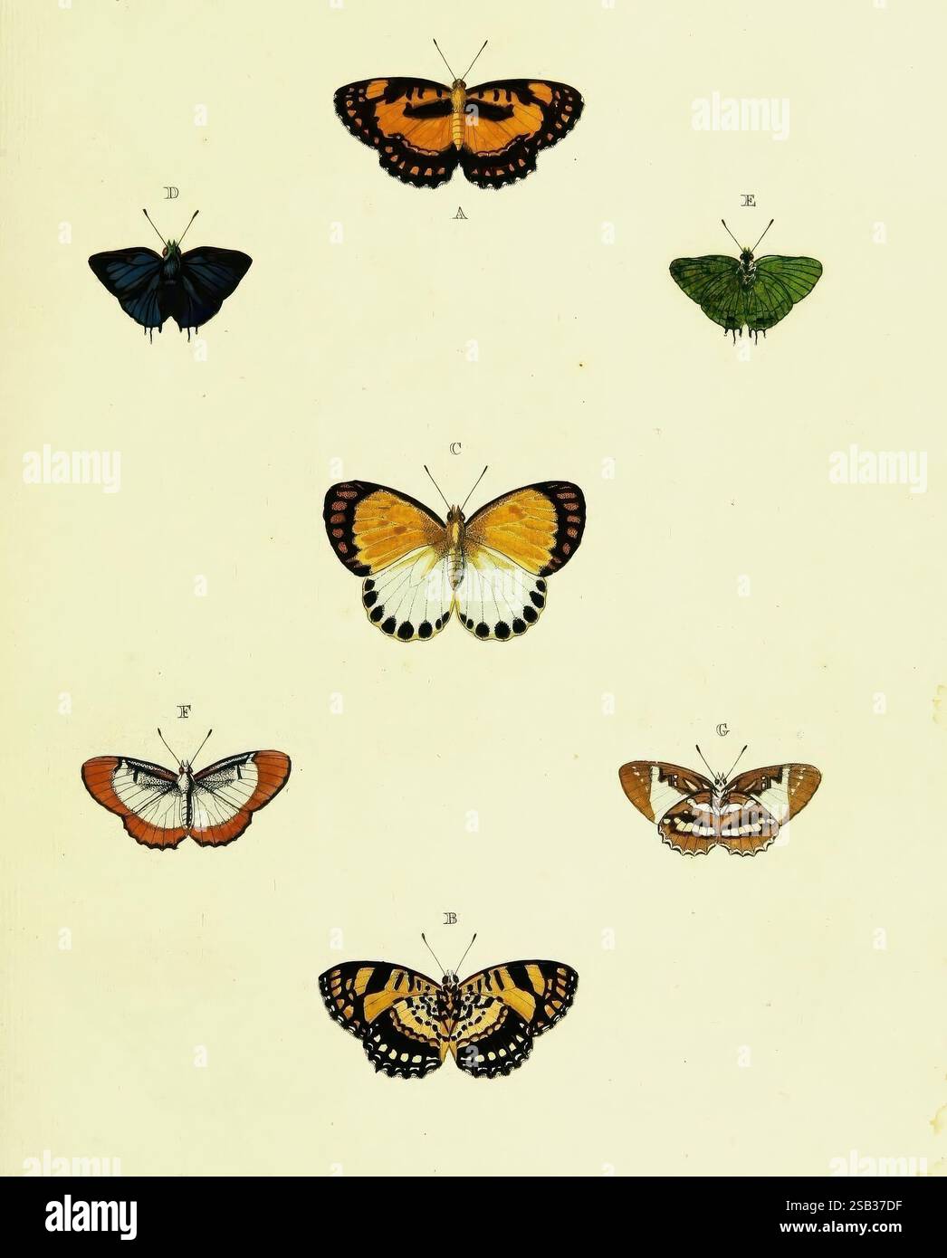 Specimens feature diverse wing patterns hi-res stock photography and ...