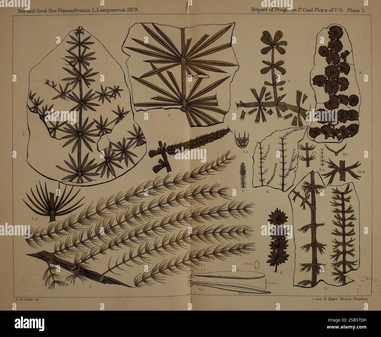 Multiple leaf fossils hi-res stock photography and images - Alamy