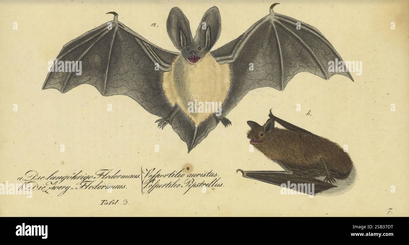 Illustration features two bat species hi-res stock photography and ...