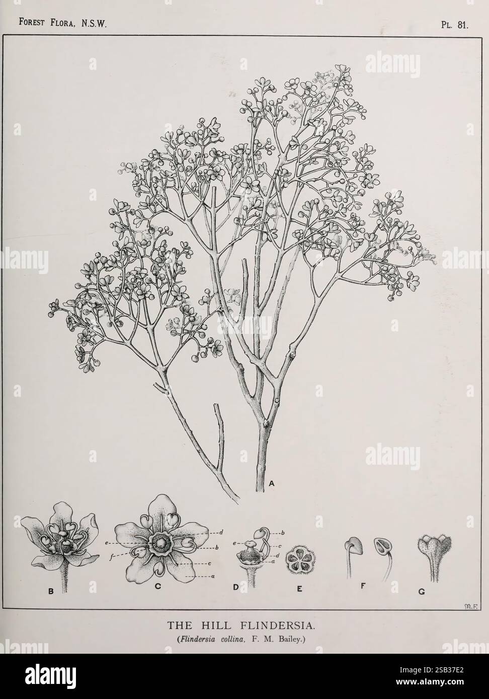 Flindersia collina hi-res stock photography and images - Alamy