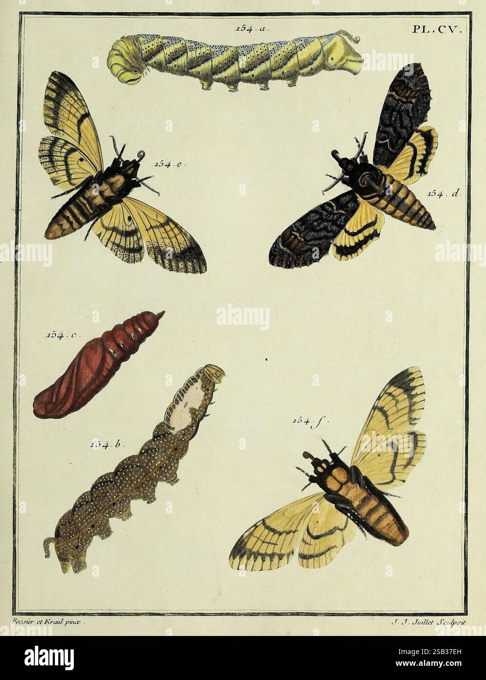 Papillons d'Europe, peints d'après nature, A Paris, Chez P.M ...