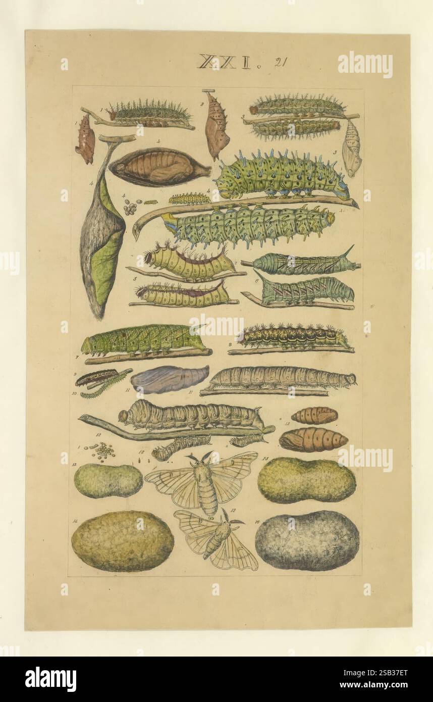 Early life stages of butterflies hi-res stock photography and images ...