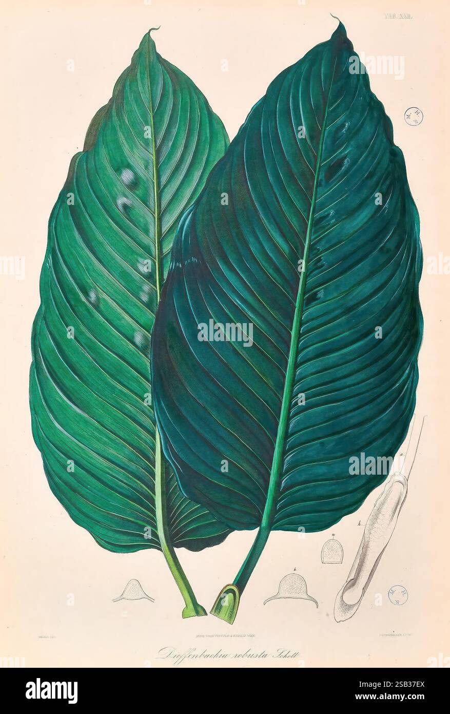 Icones Aroidearum, Vindobonae, 1857, Araceae, pictorial works, aroids ...