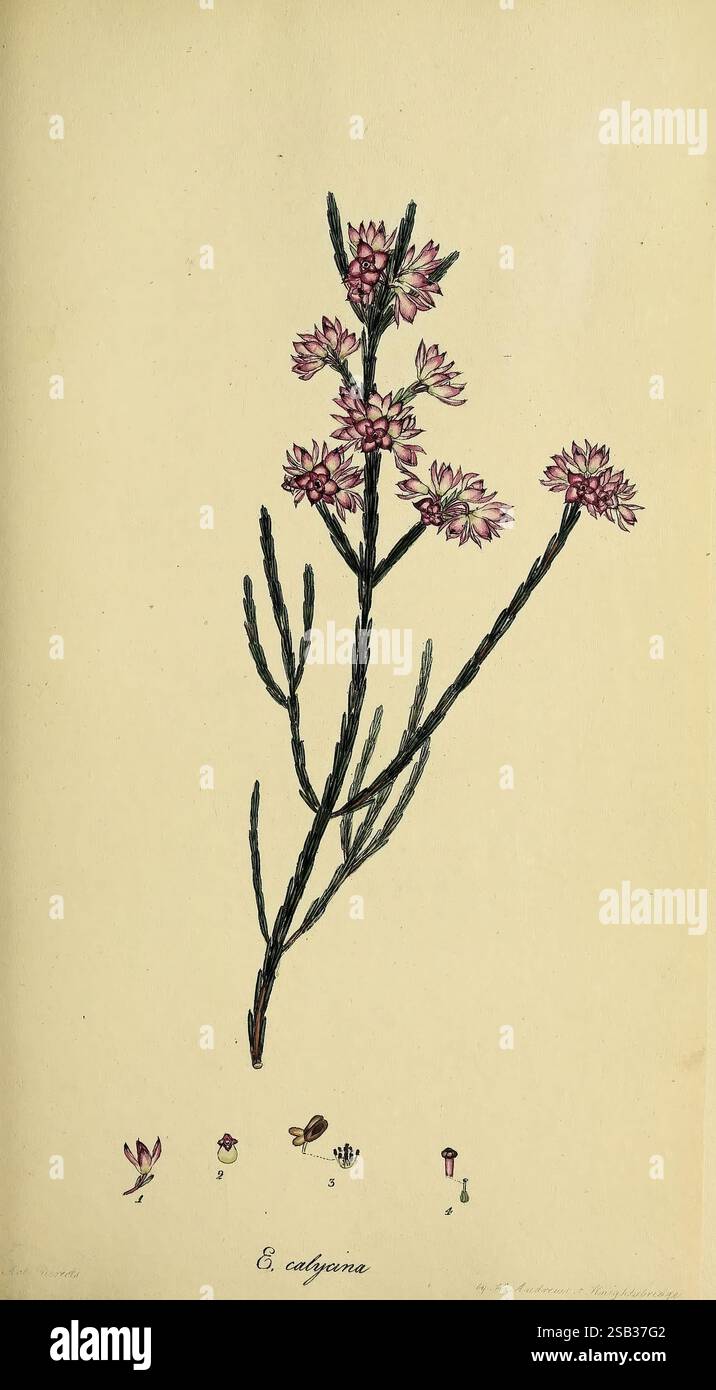 The heathery, or A monograph of the genus Erica, London, Henry G. Bohn ...