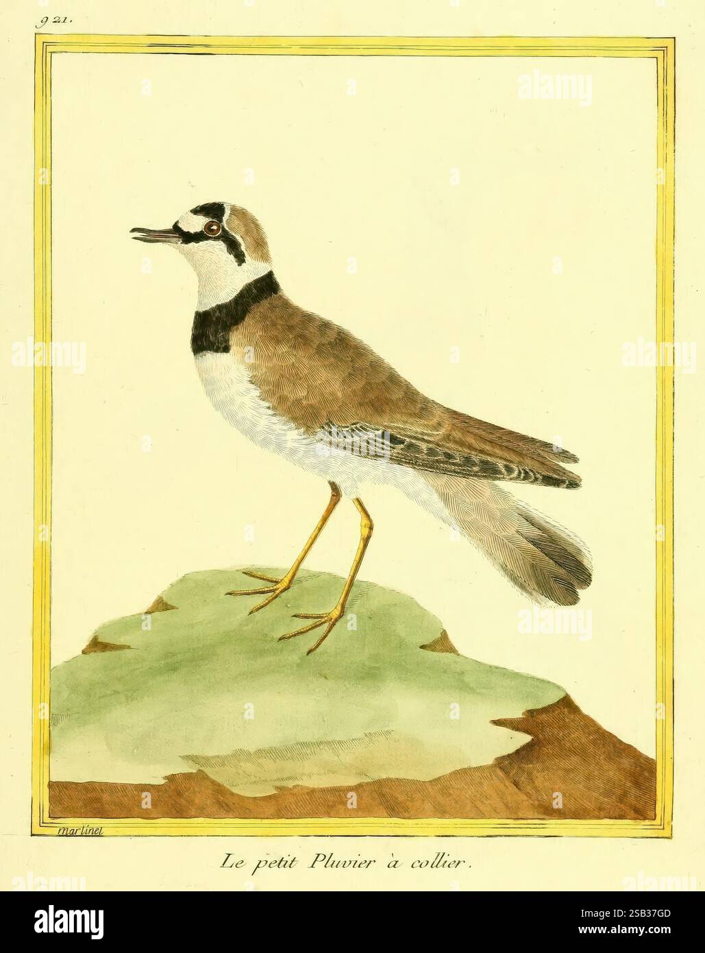 Bright yellow legs elevate hi-res stock photography and images - Alamy