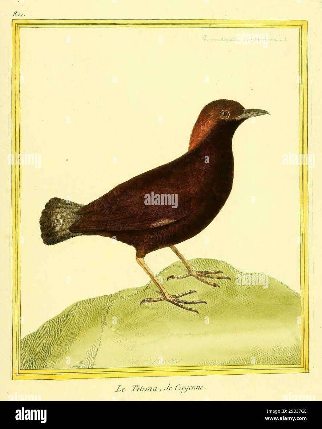 Rounded tail indicative hi-res stock photography and images - Alamy