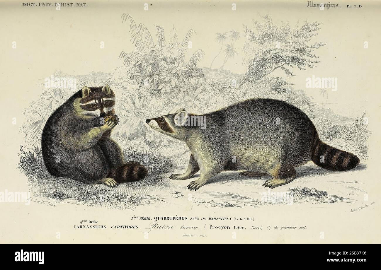 Two raccoons depicted hi-res stock photography and images - Alamy