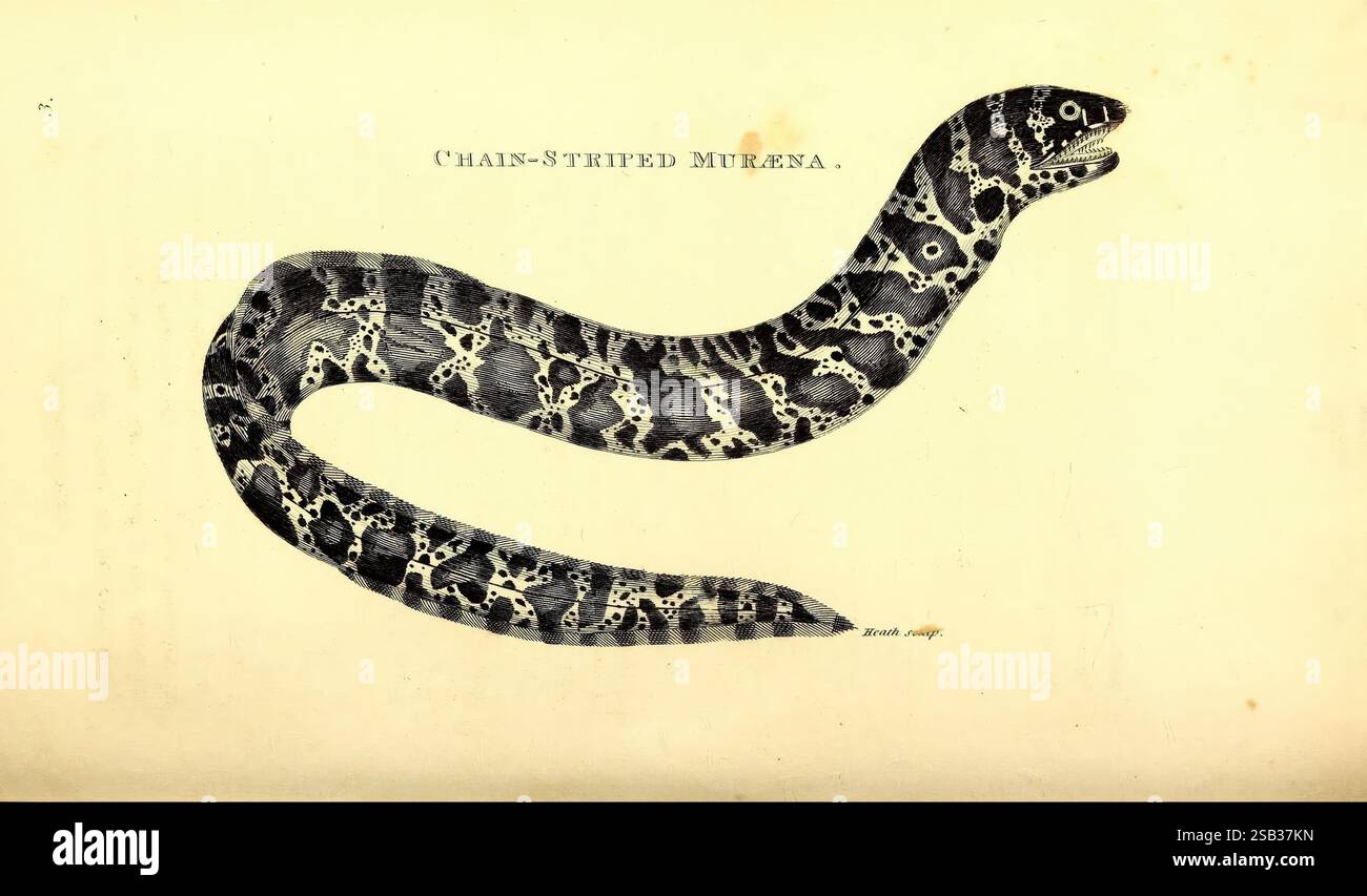 General zoology, Systematic natural history, London, Printed for G ...