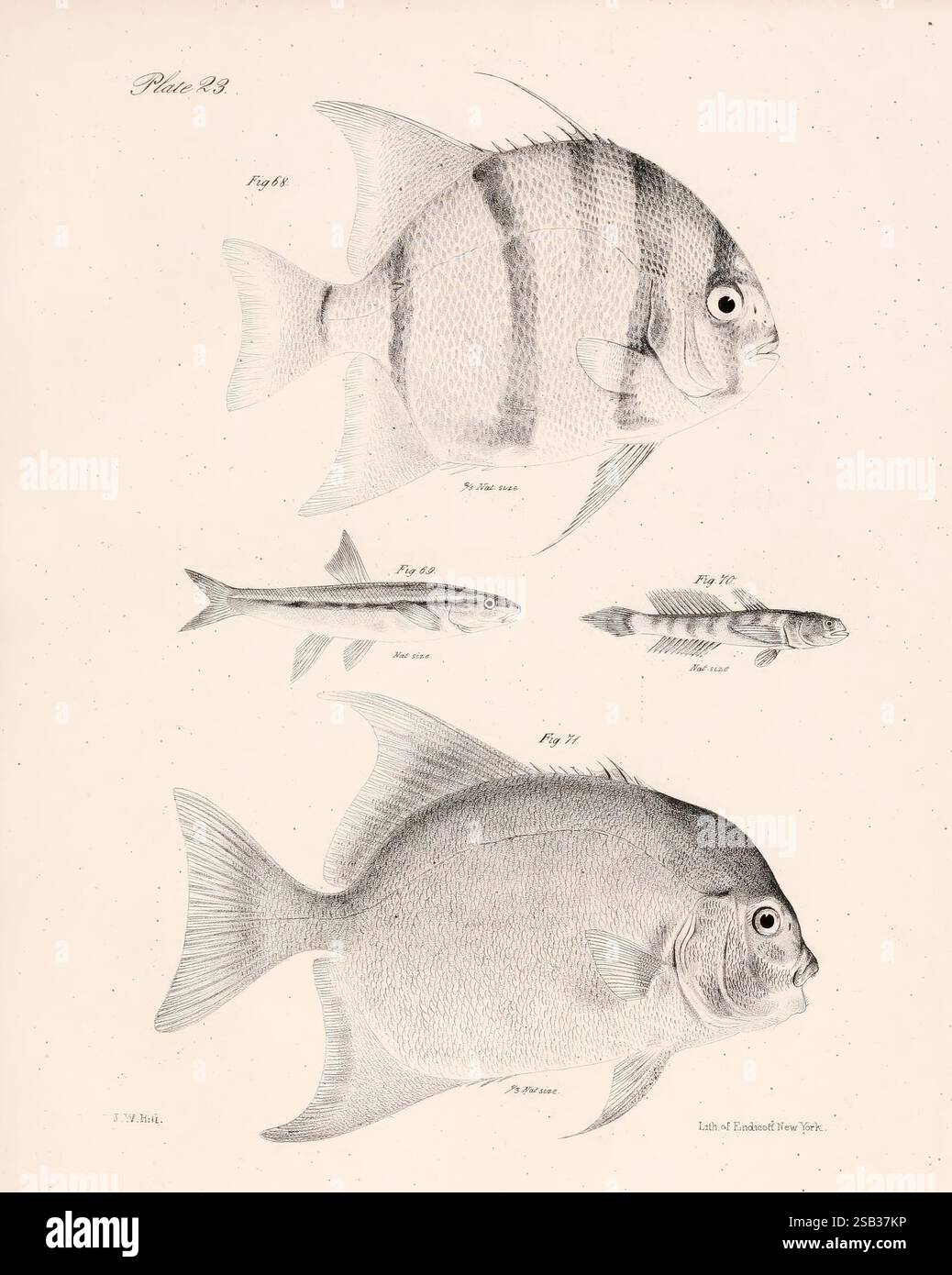 Distinct anatomical forms hi-res stock photography and images - Alamy