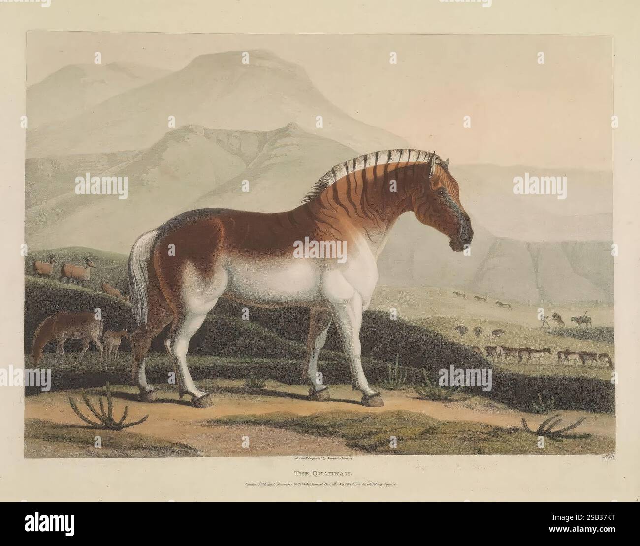 Horses noble posture hi-res stock photography and images - Alamy