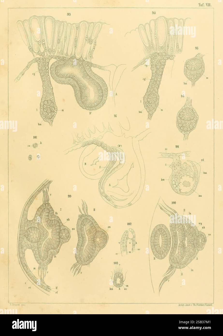 Labeled section highlights different microscopic forms hi-res stock ...