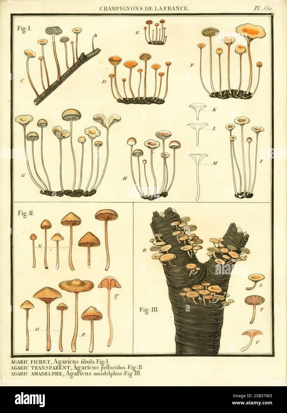 Indicating different fungi forms hi-res stock photography and images ...