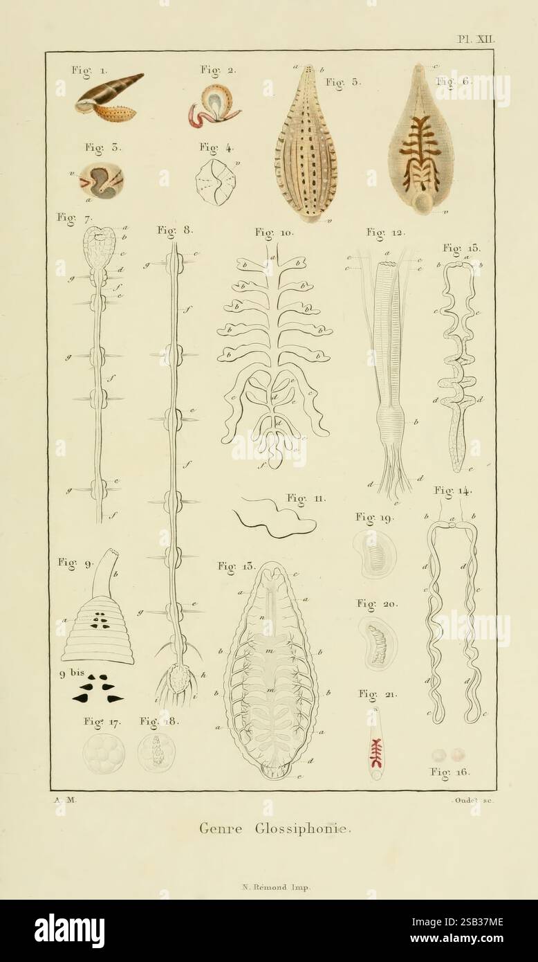 Monographie de la famille des hirudinées Paris J. B. Baillière 1846 ...