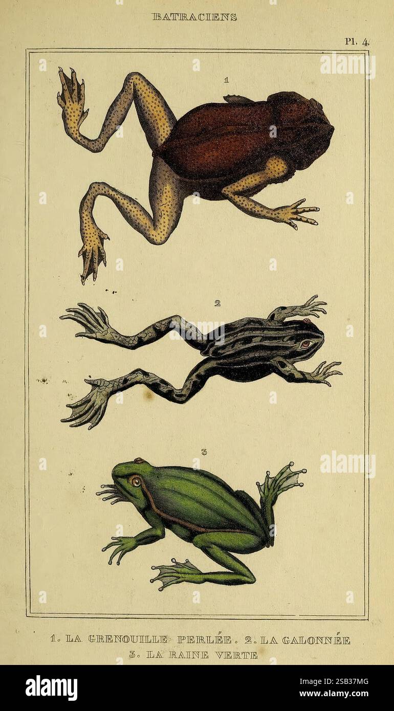 Oeuvres du comte de Lacépède Paris, P. Duménil, 1836. Natural history ...
