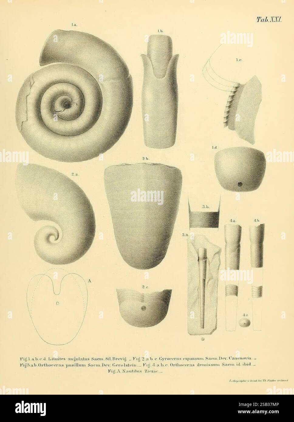 Palaeontographica, Cassel, Theodor Fischer, 1846-1933, 560643, geology ...