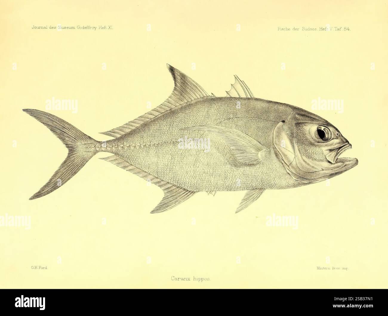 Exaggerated textures hi-res stock photography and images - Alamy