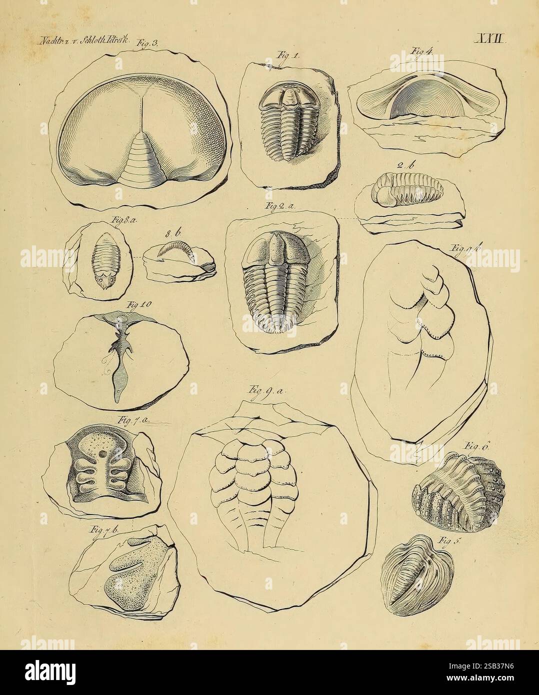Trilobite range hi-res stock photography and images - Alamy