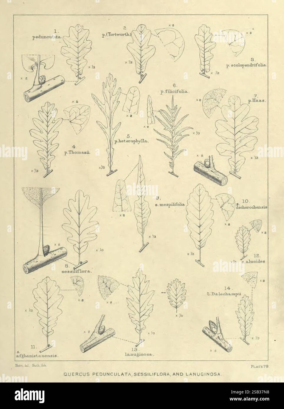 The, trees, of, Great Britain, &, Ireland, Edinburgh, Priv. print,1906 ...