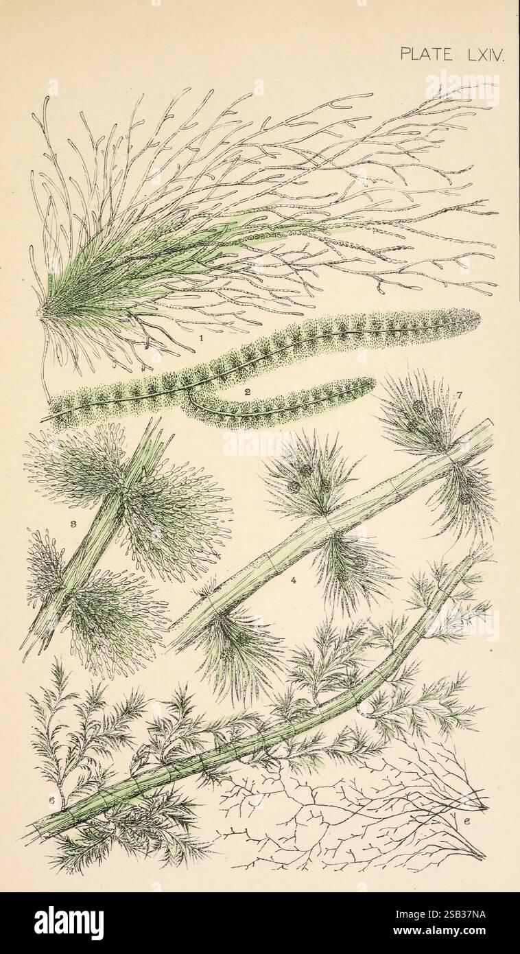 Fresh-water Algae of the United States Bethlehem Pa. The Comenius Press ...