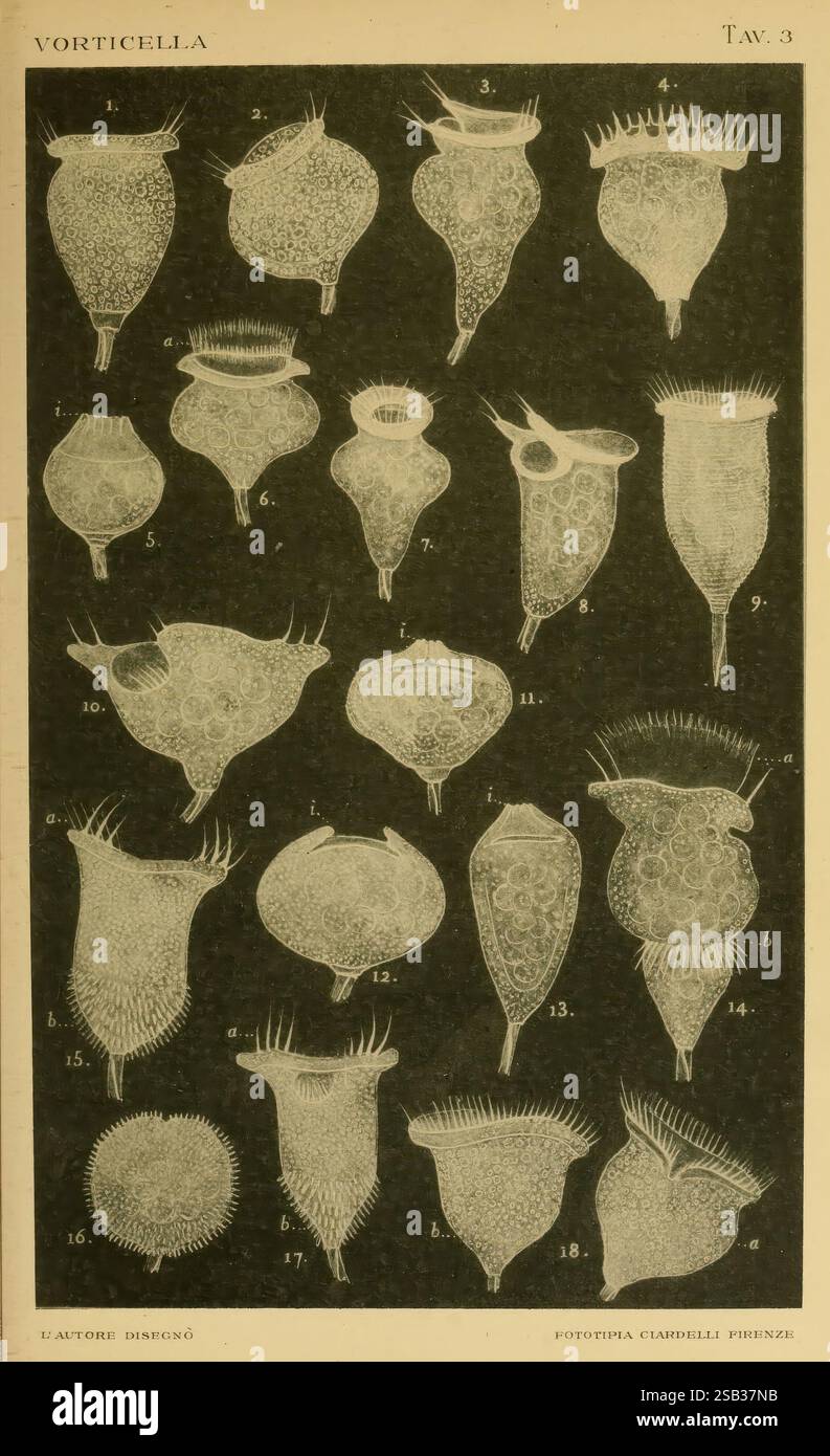 Genesi, organizzazione, metamorfosi, degli infusori, Firenze, Tipo. di ...