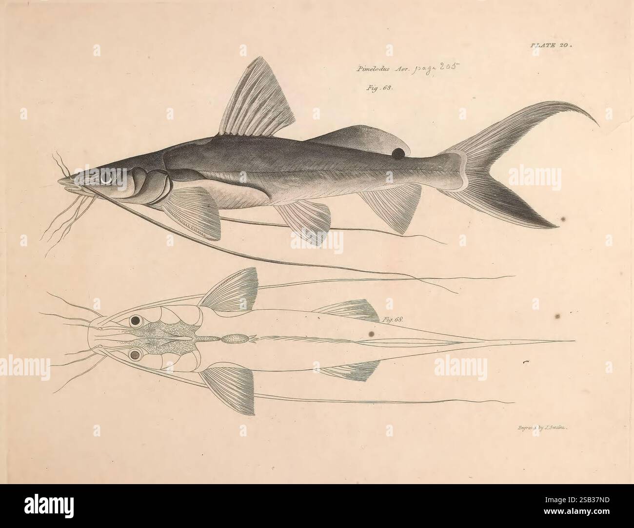 Long dorsal fin showcasing hi-res stock photography and images - Alamy