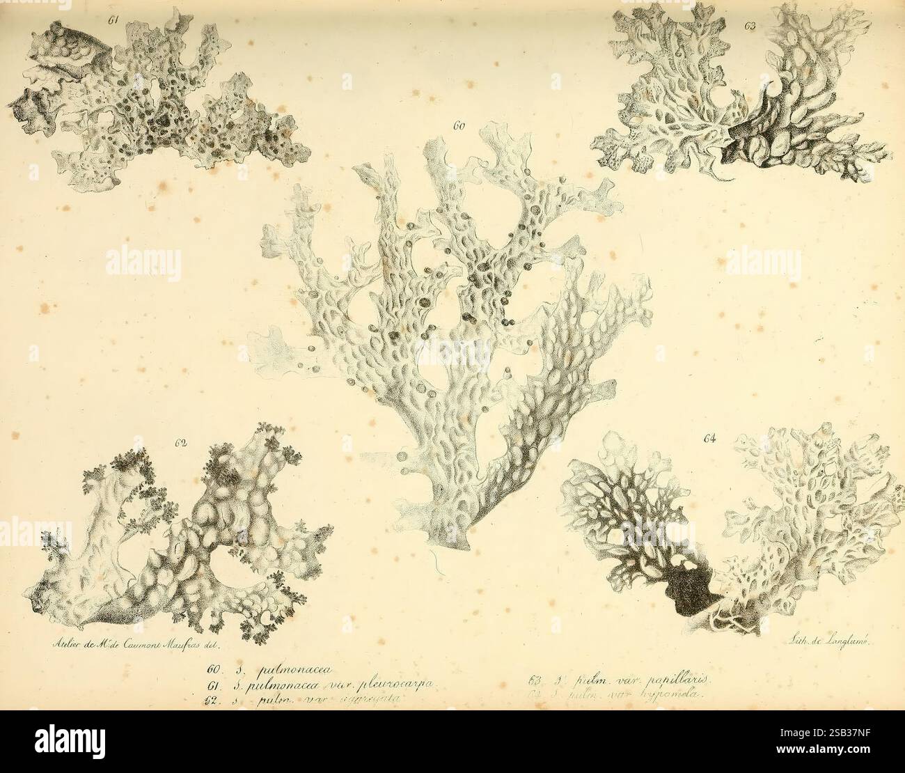 Delicate forms range hi-res stock photography and images - Alamy