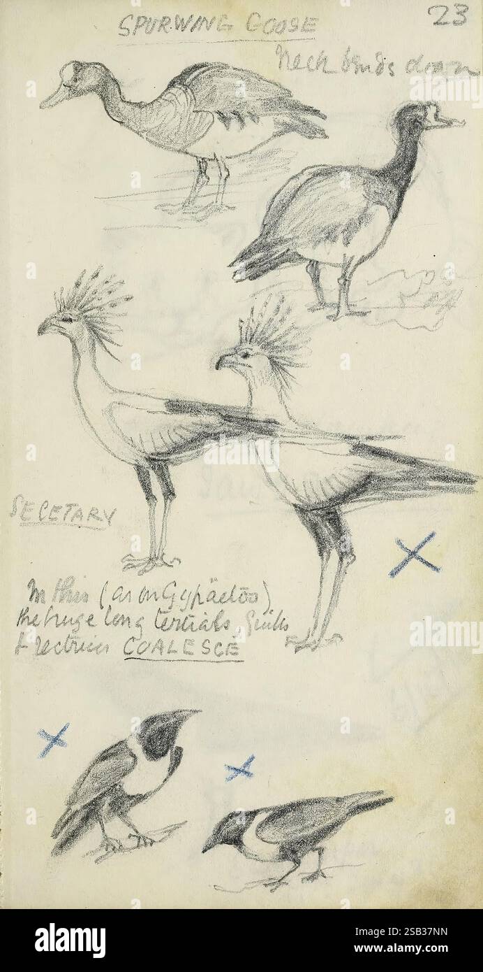 Sketch highlights additional avian figures hi-res stock photography and ...