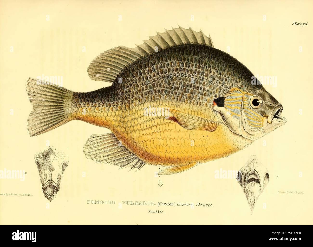 Fishs position hi-res stock photography and images - Alamy