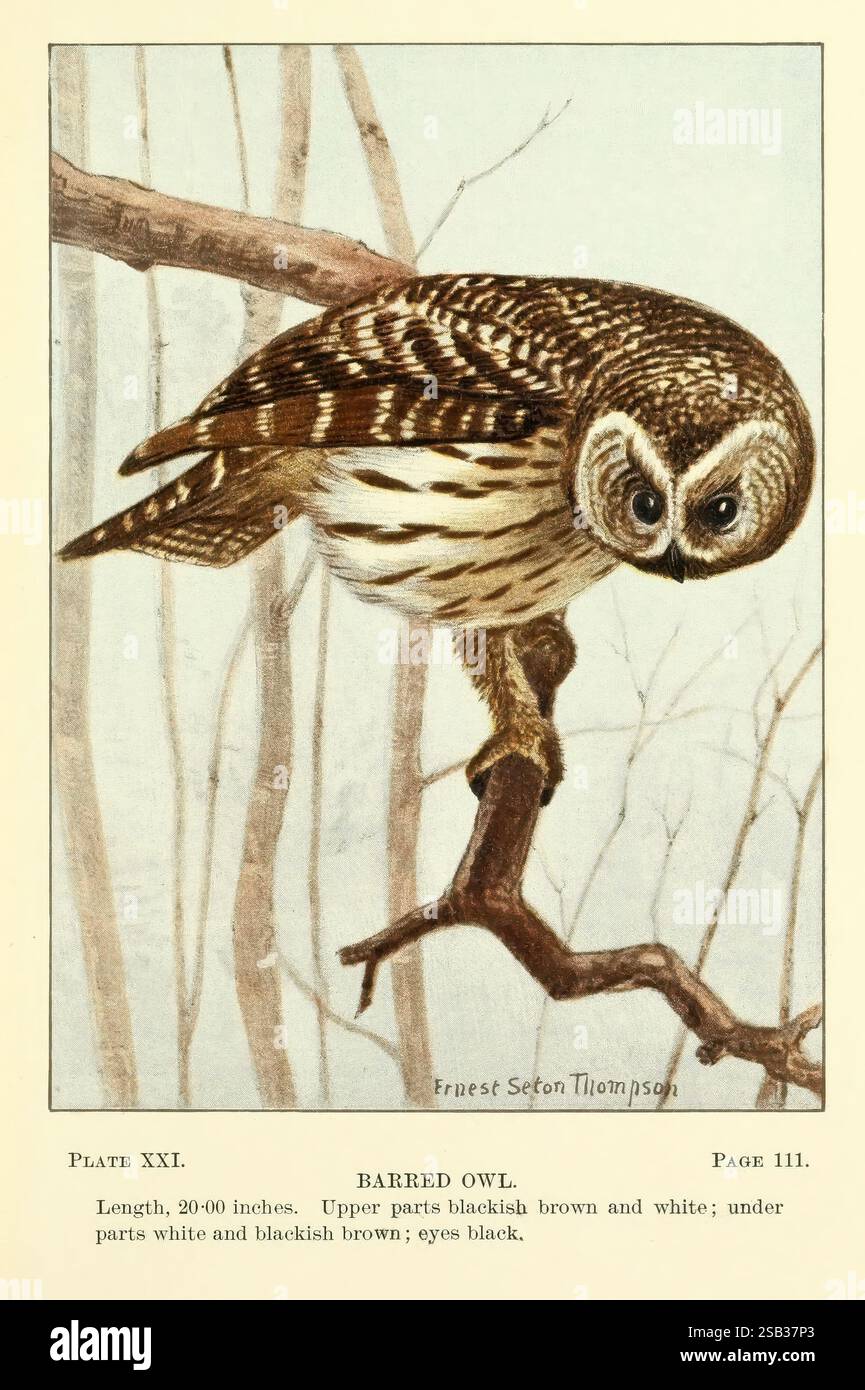 Teachers' manual of bird-life, 1899, birds, United States, Museum of ...