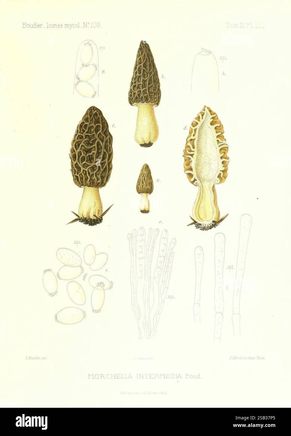 Icones mycologicæ, ou Iconographie des champignons de France ...