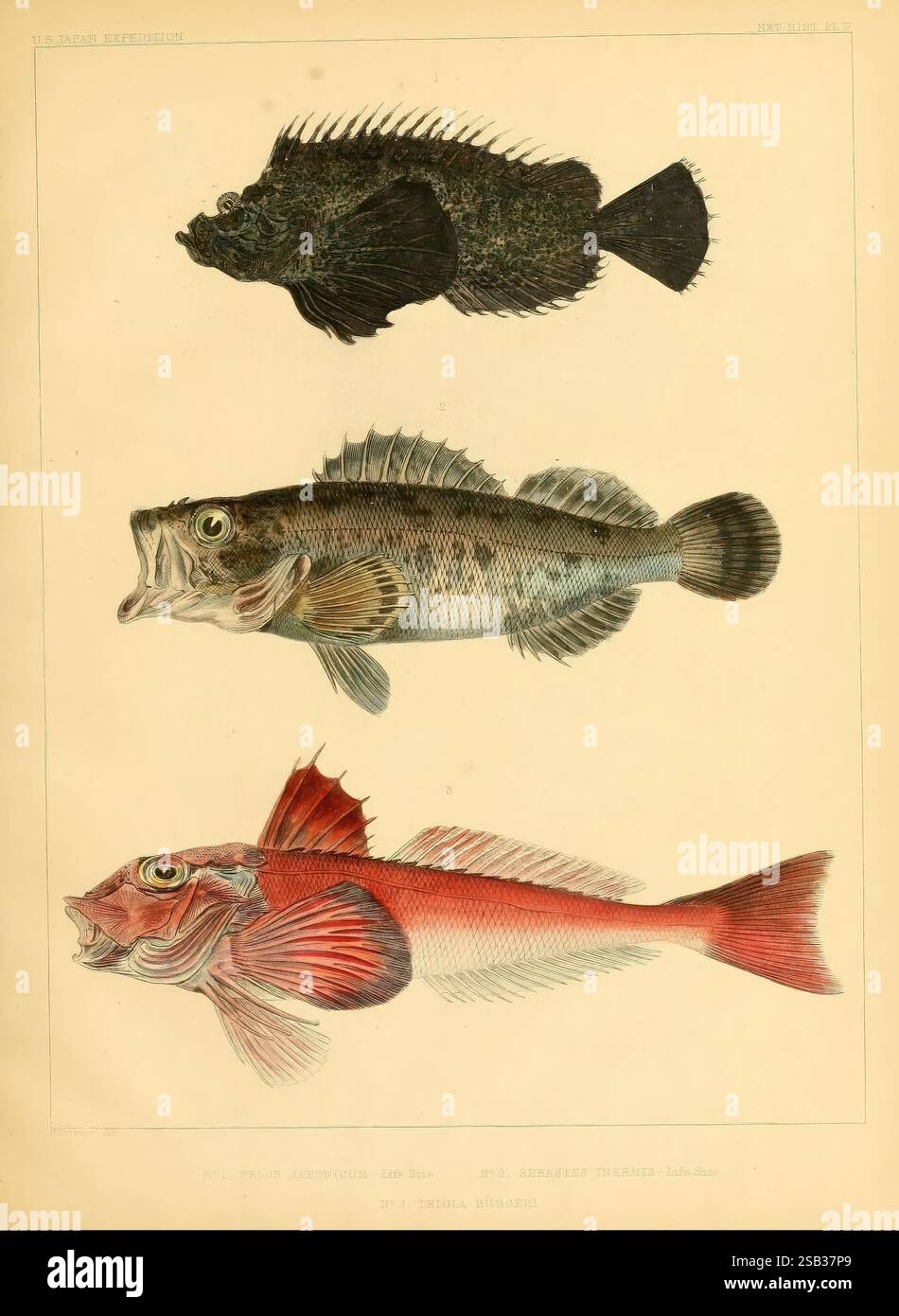 Diverse fin structures hi-res stock photography and images - Alamy