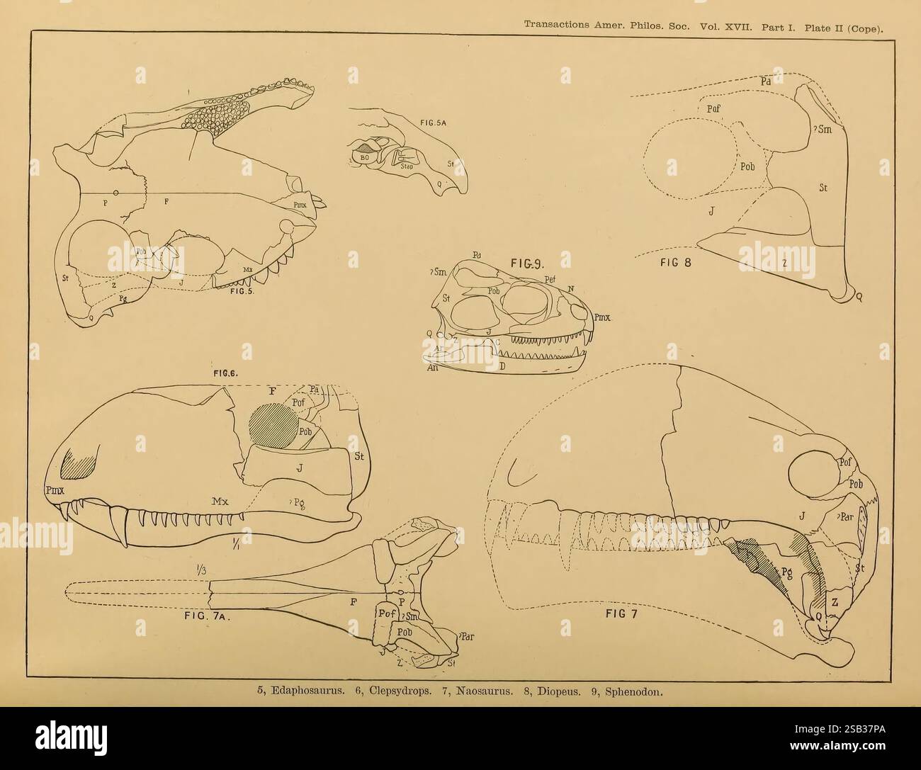 Cranial features across different animal species hi-res stock ...