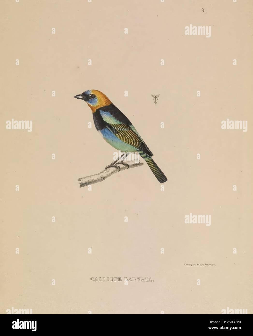 Esquisses ornithologiques Bruxelles A. Vandale 1845-48 1845 Belgium ...