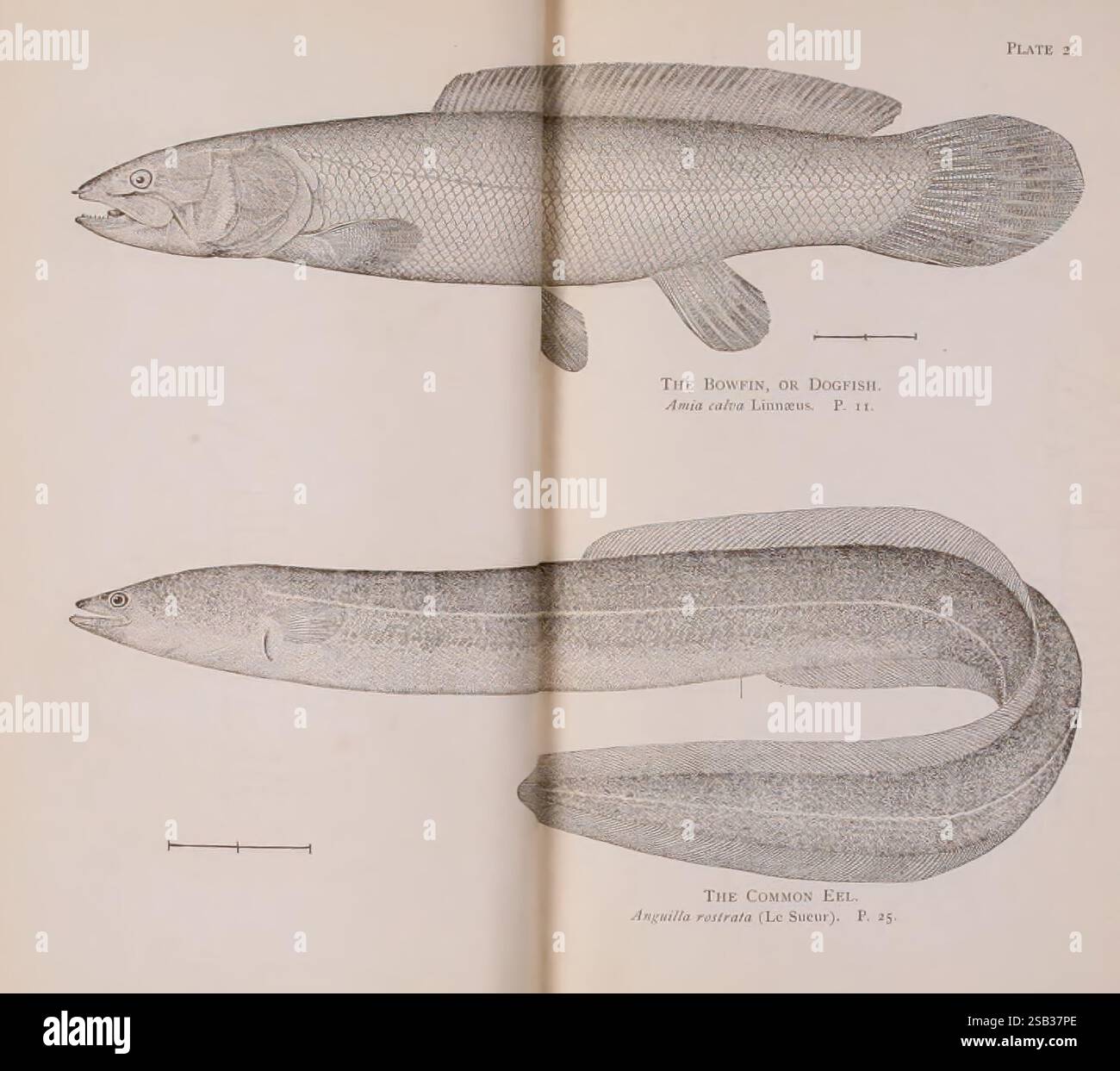 Anatomical features of two eel hi-res stock photography and images - Alamy