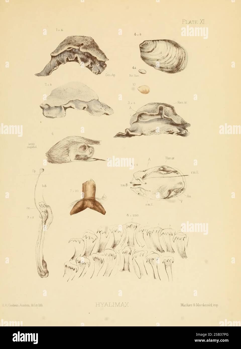 Land and freshwater Mollusca of India London Taylor and Francis 1882 ...
