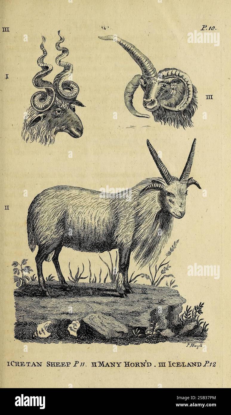 Various horned varieties hi-res stock photography and images - Alamy