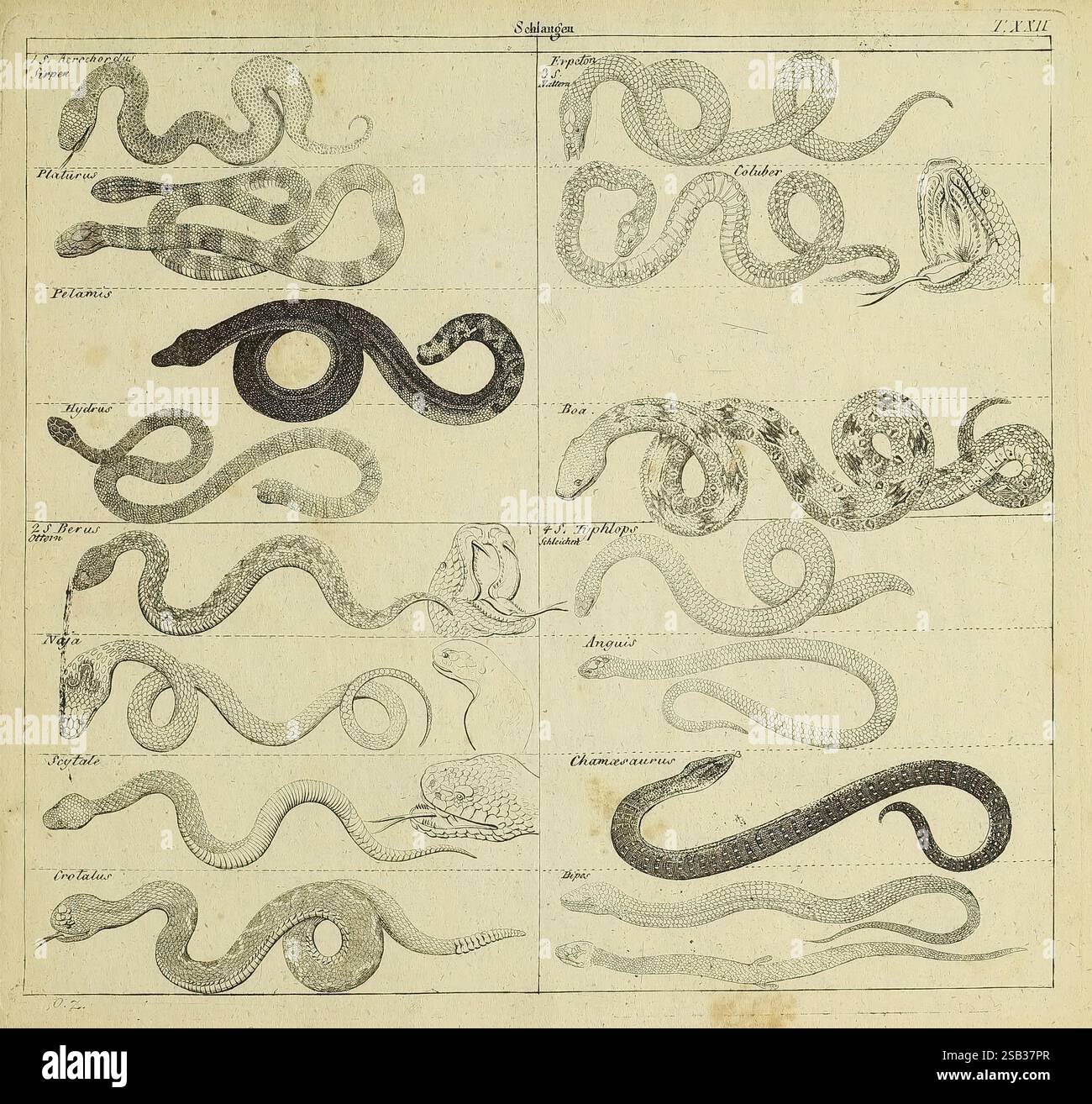 Okens Lehrbuch der Naturgeschichte Leipzig Bei Carl Heinrich Reclam ...