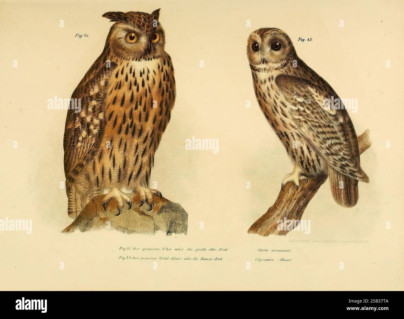 Owls body features hi-res stock photography and images - Alamy