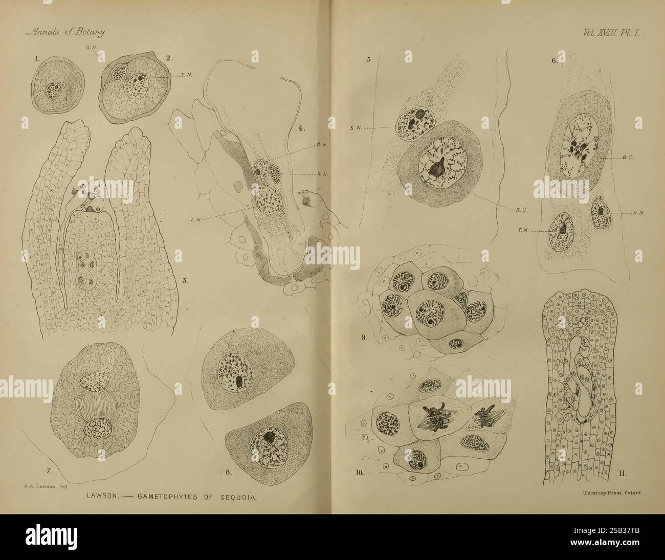 Labeled section showcases various stages hi-res stock photography and ...