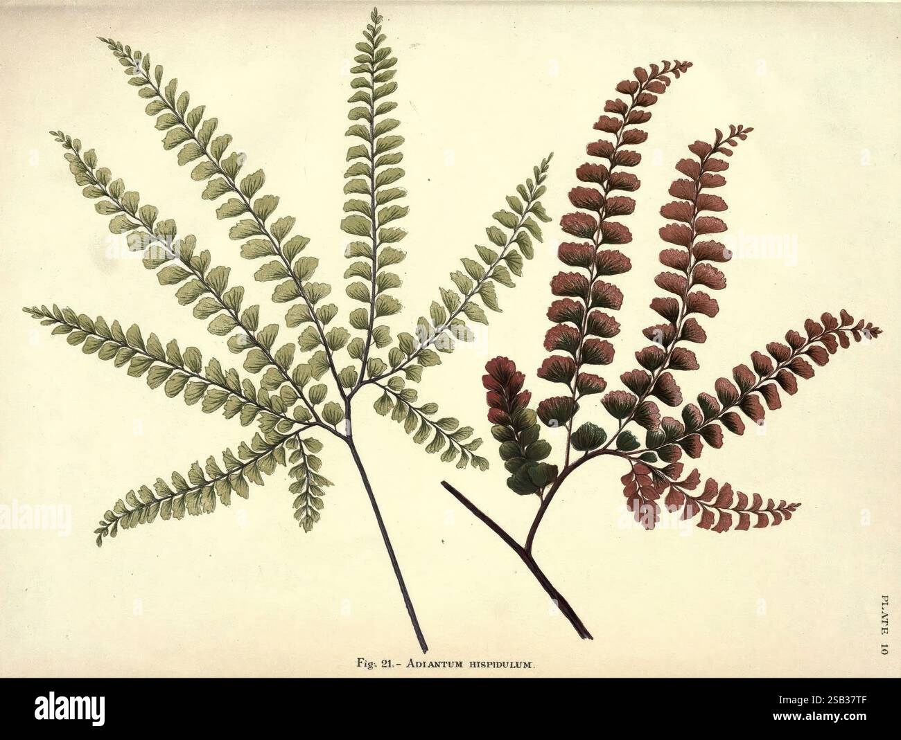 Nuanced patterns hi-res stock photography and images - Alamy