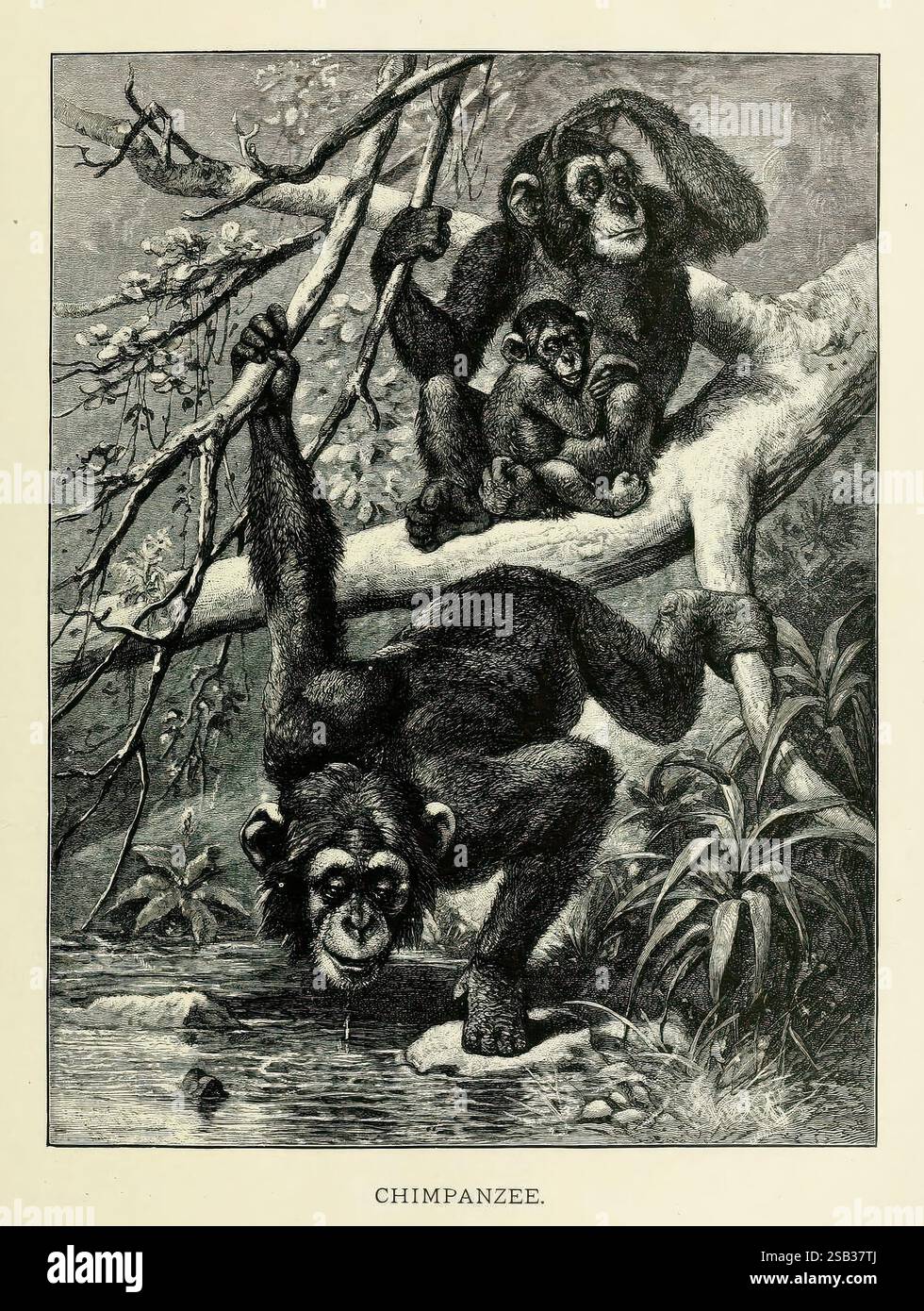 Sturdy limb hi-res stock photography and images - Alamy