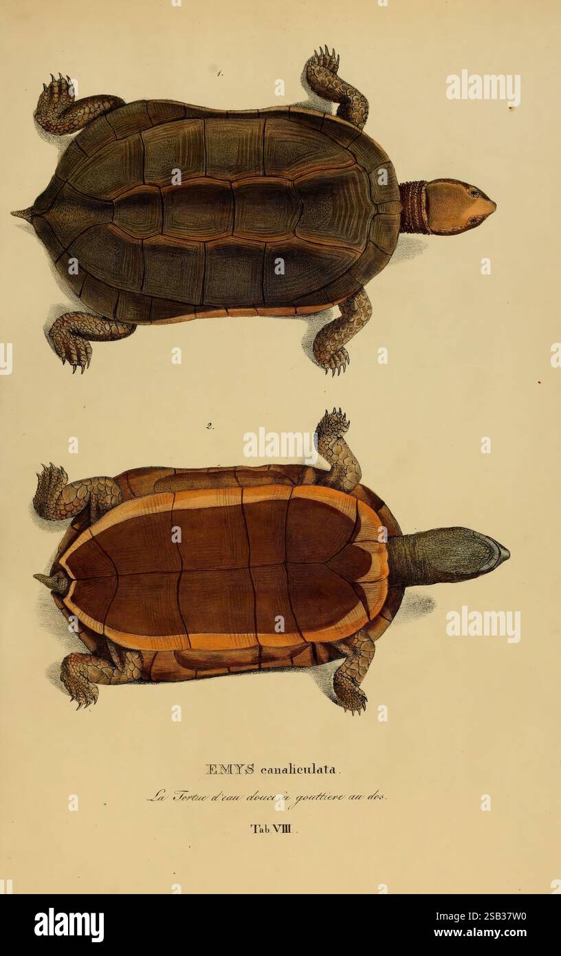 Western twist neck turtle hi-res stock photography and images - Alamy