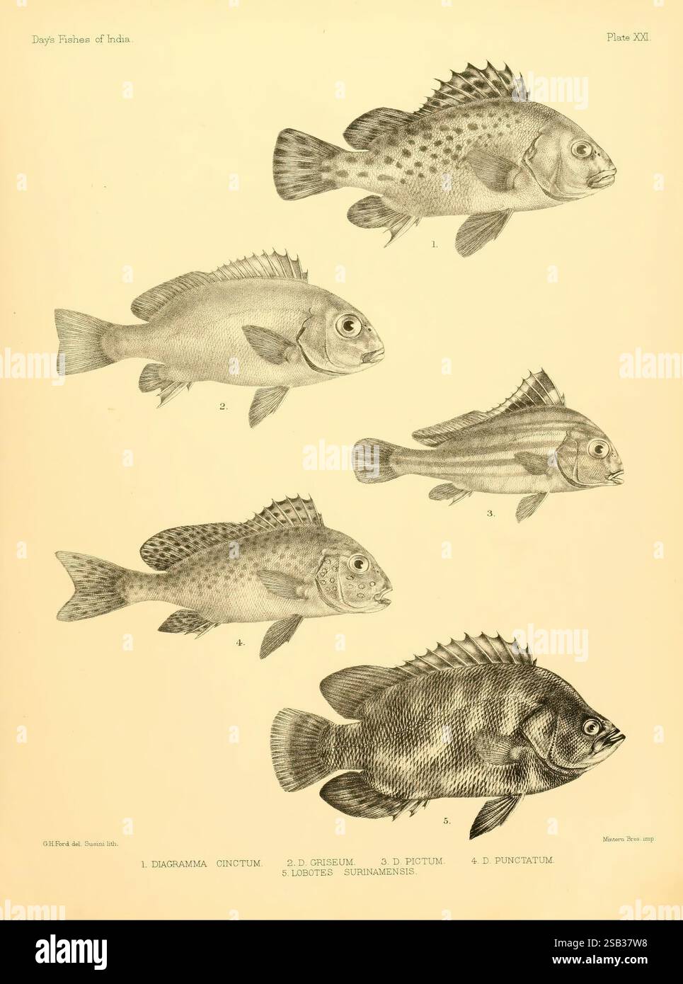 The fishes of India, [1875]-1878. India, Burma, Indian Ocean, Sri Lanka ...
