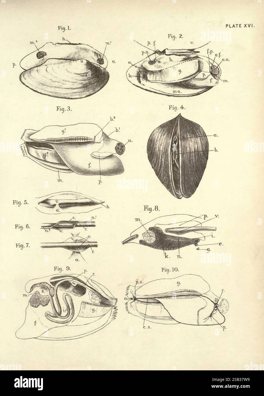 Illustrations of zoology: invertebrates & vertebrates Edinburgh Y.J ...