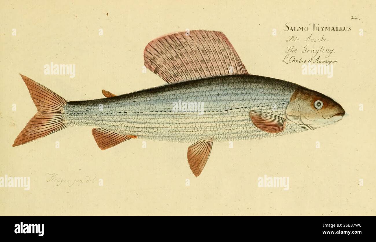 Fish species salmo fario hi-res stock photography and images - Alamy