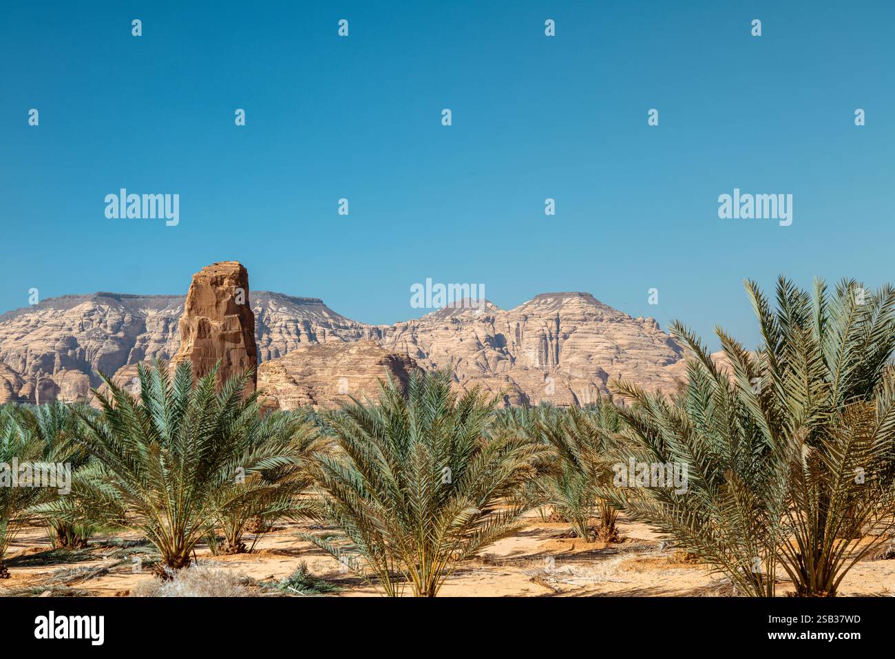 Lush Oasis in AlUla, Saudi Arabia Greenery Amidst Desert Mountains ...