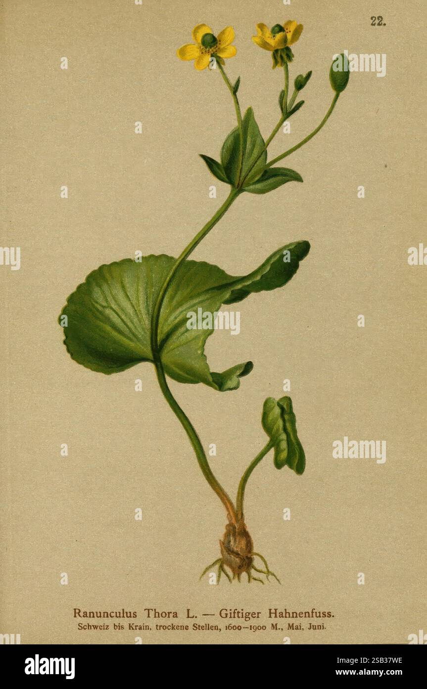 Atlas der Alpenflora v 1 Wien Eigenthum und Verlag des Deutschen und ...